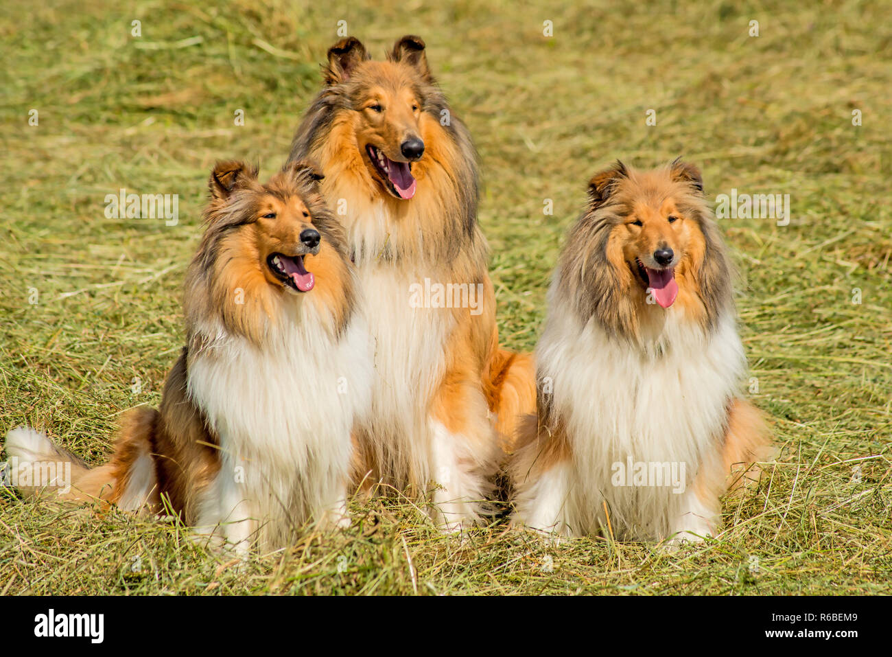 Group Of Three Collie Dogs Stock Photo - Alamy