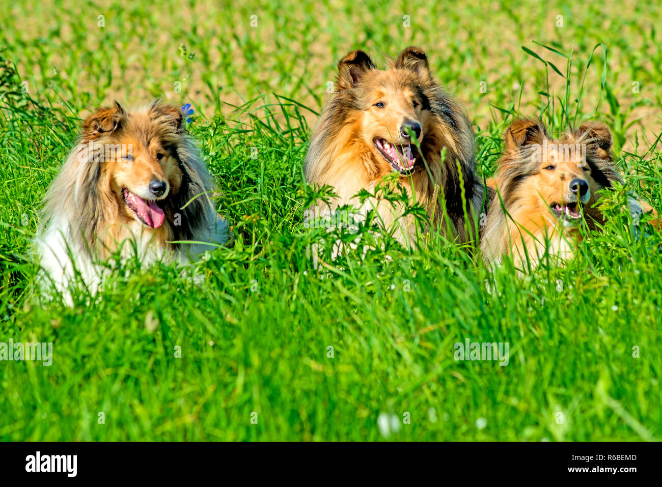 Group Of Three Collie Dogs Stock Photo - Alamy