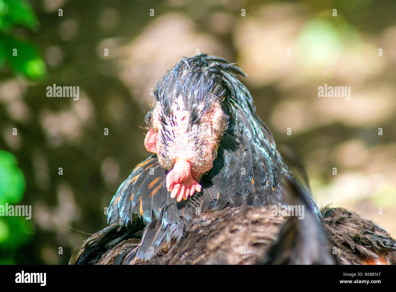 Hidden life of pets hi-res stock photography and images - Alamy