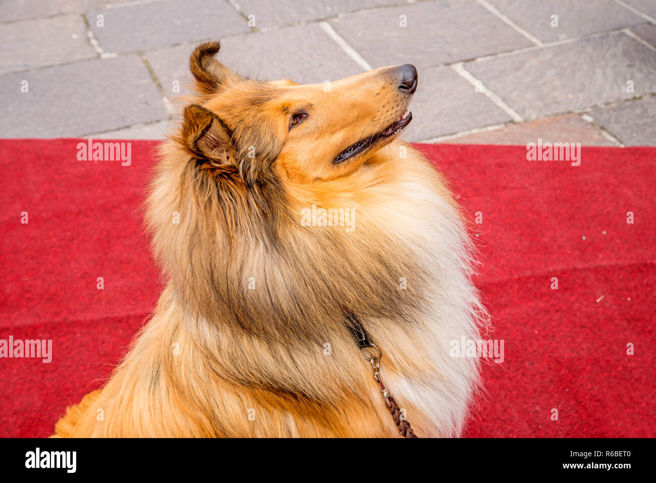 Male on red carpet hi-res stock photography and images - Alamy