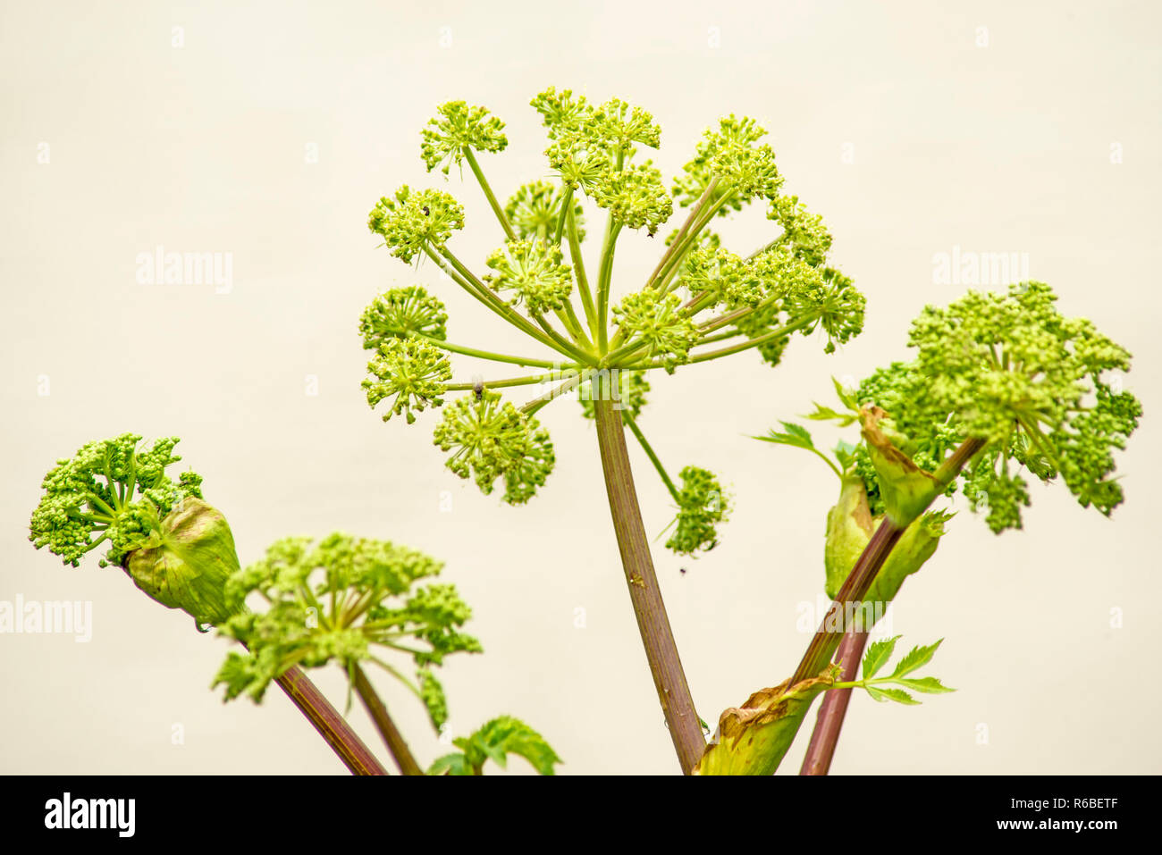 Angelica seeds hi-res stock photography and images - Alamy