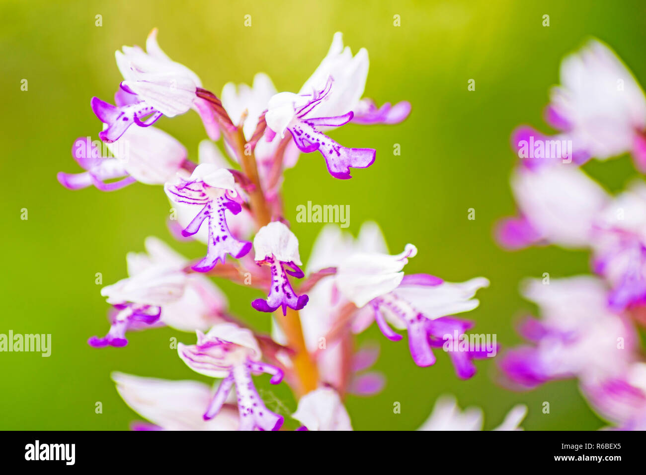Wild Orchids In Germany Stock Photo - Alamy