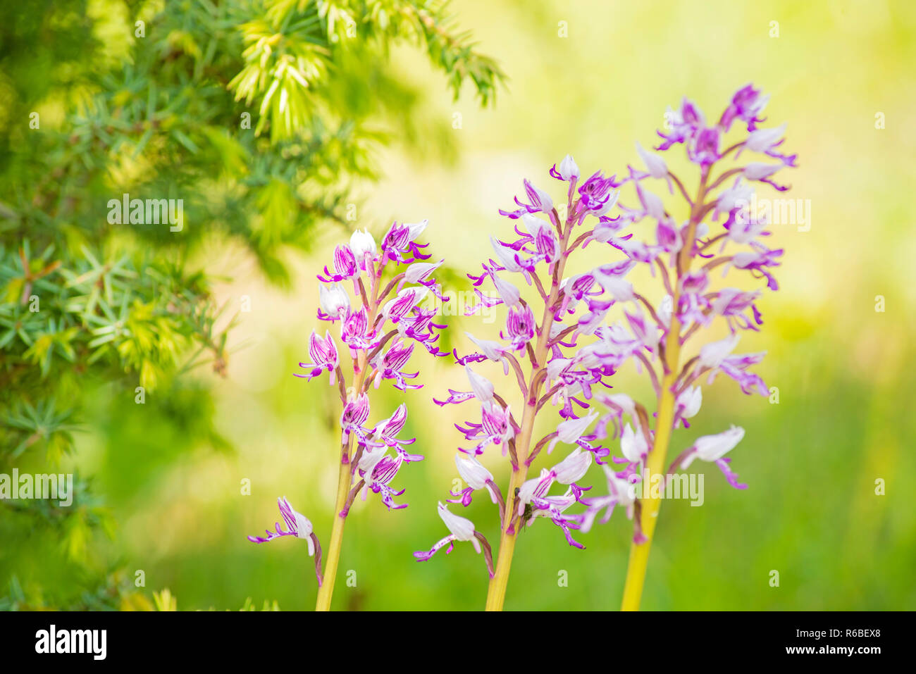 Wild Orchids In Germany Stock Photo - Alamy