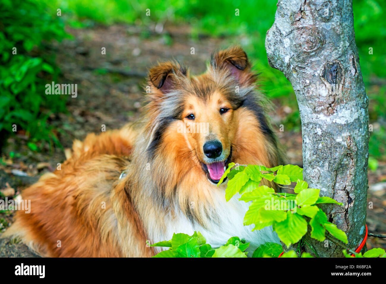 American collie hi-res stock photography and images - Alamy