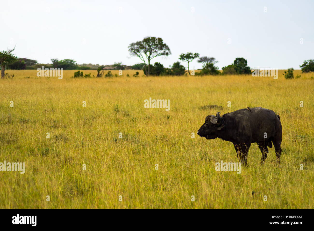 Isolated Buffalo grazing in the savannah of Maasai Mara Park in North ...