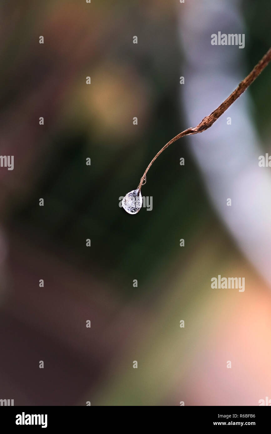 frozen drop on a branch Stock Photo - Alamy