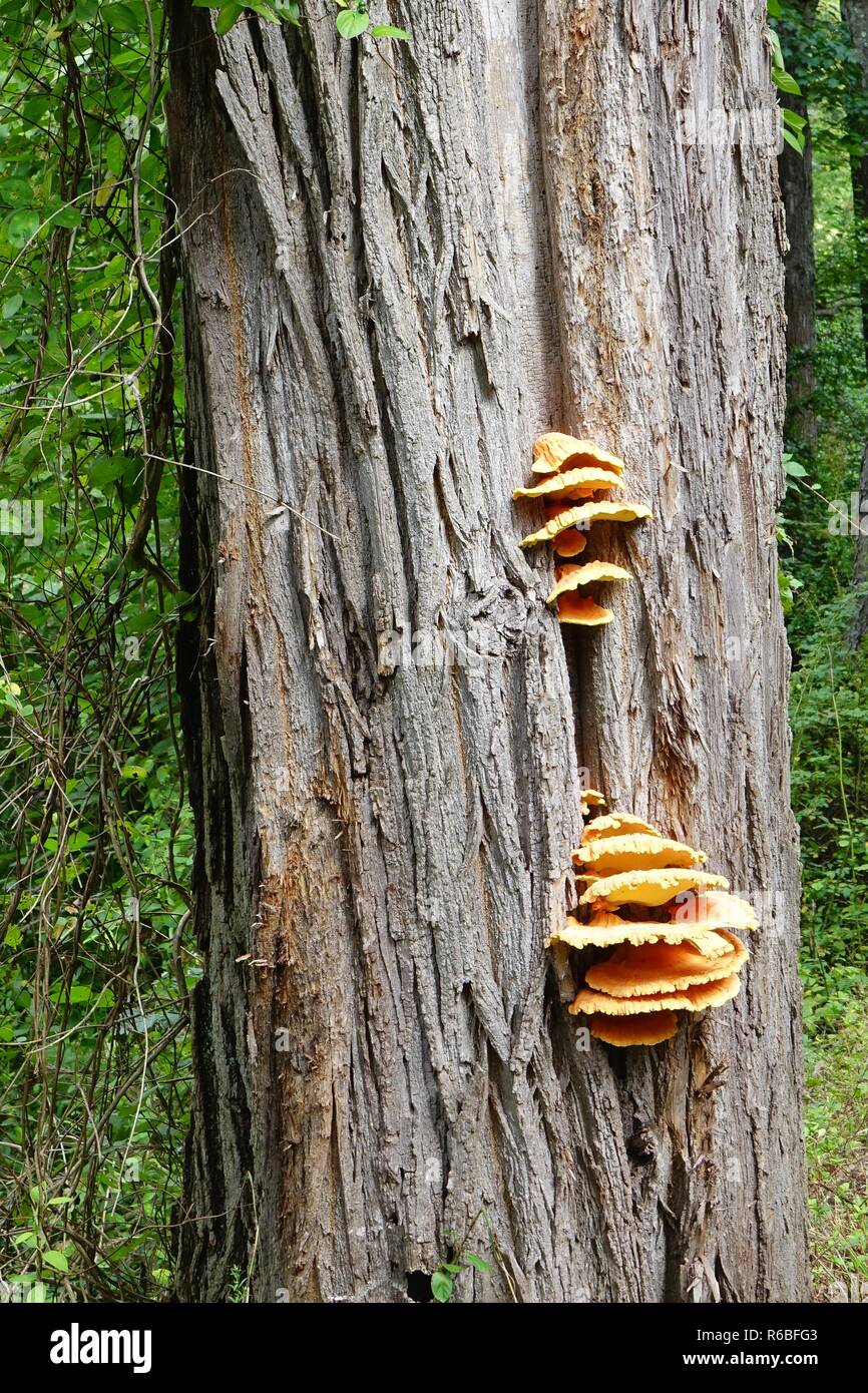Bracket fungi, shelf fungus, conks, orange, polypores, fungi, fungus ...
