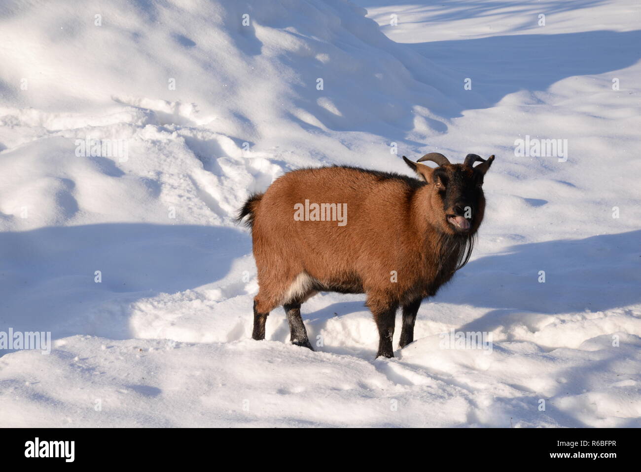 goat in the snow Stock Photo - Alamy