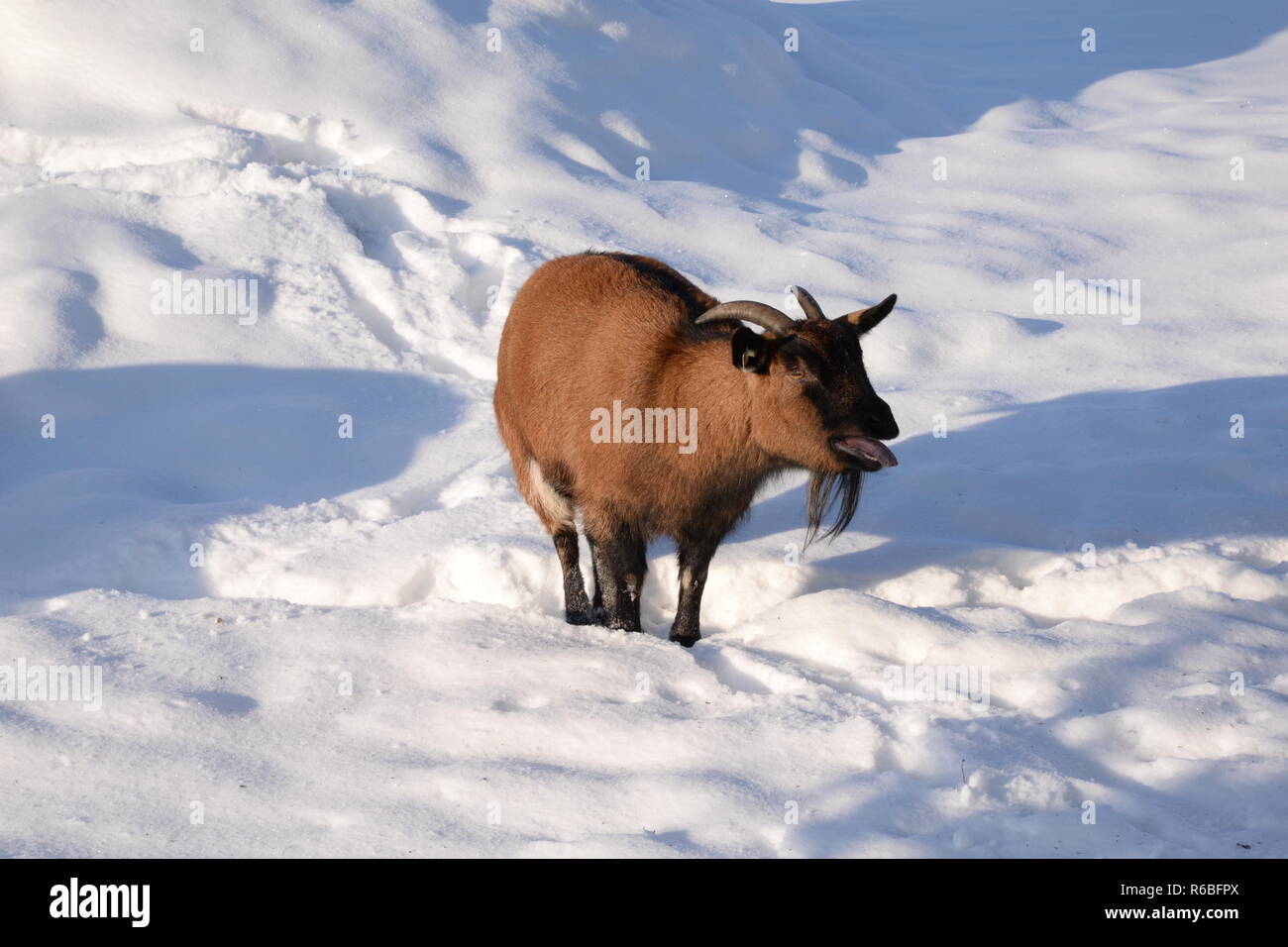 goat in the snow Stock Photo - Alamy