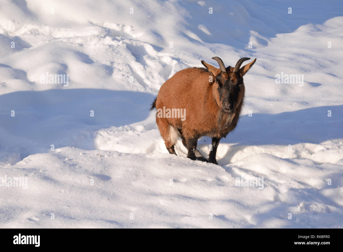 goat in the snow Stock Photo - Alamy