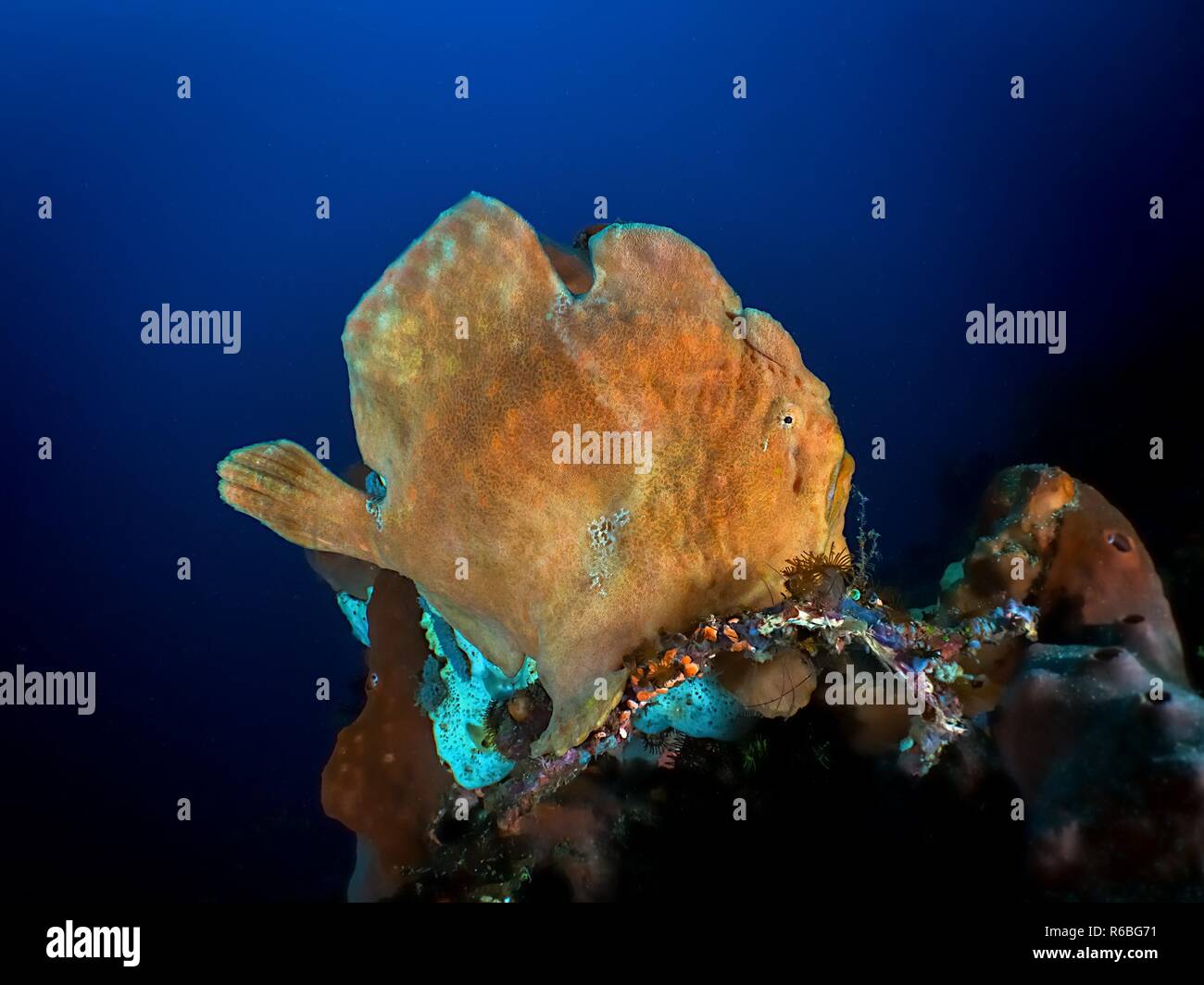 Lembeh macro hi-res stock photography and images - Alamy
