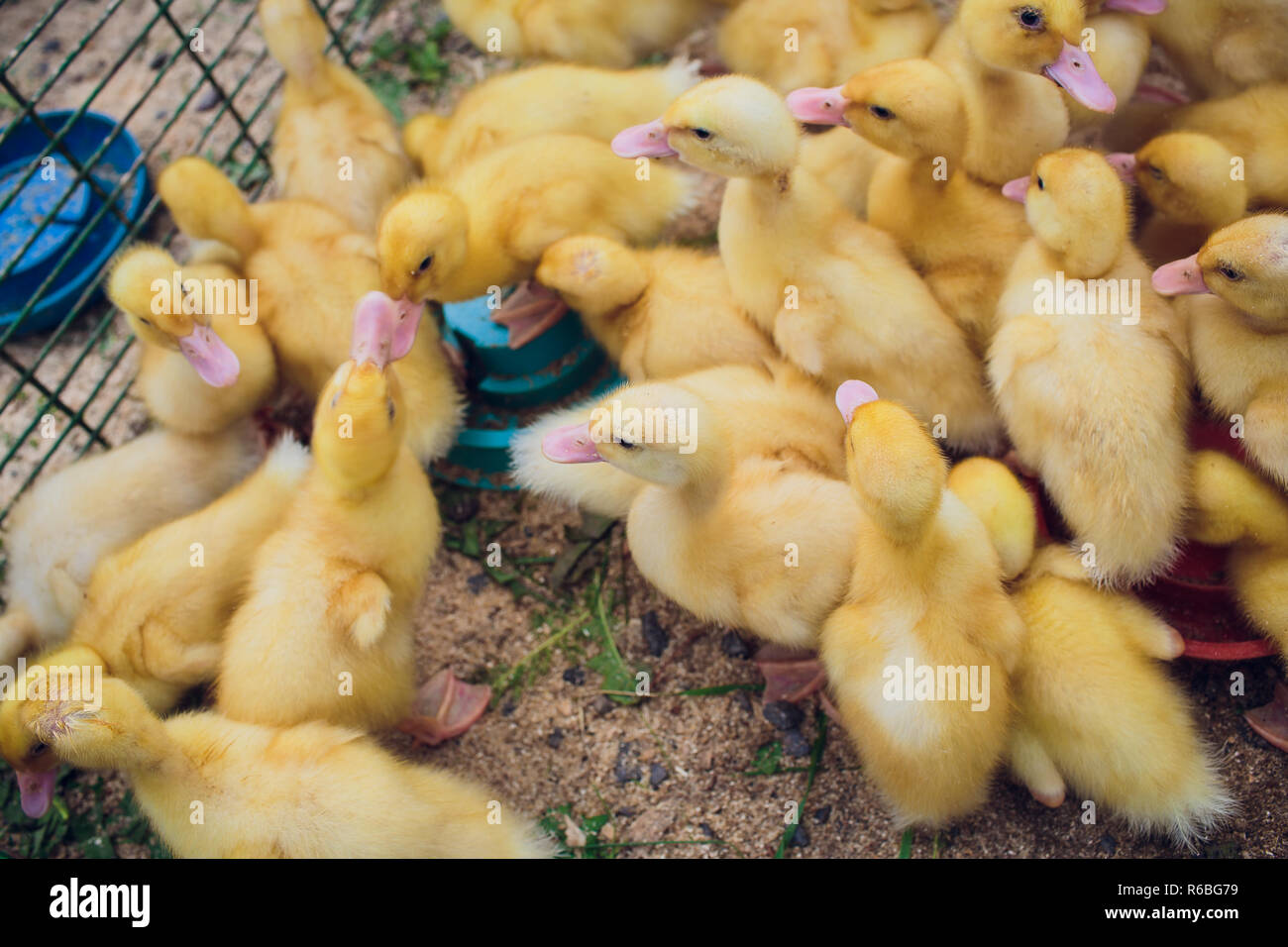 Yellow duck in box for sale fair. Incubator ducklings for sale Stock ...