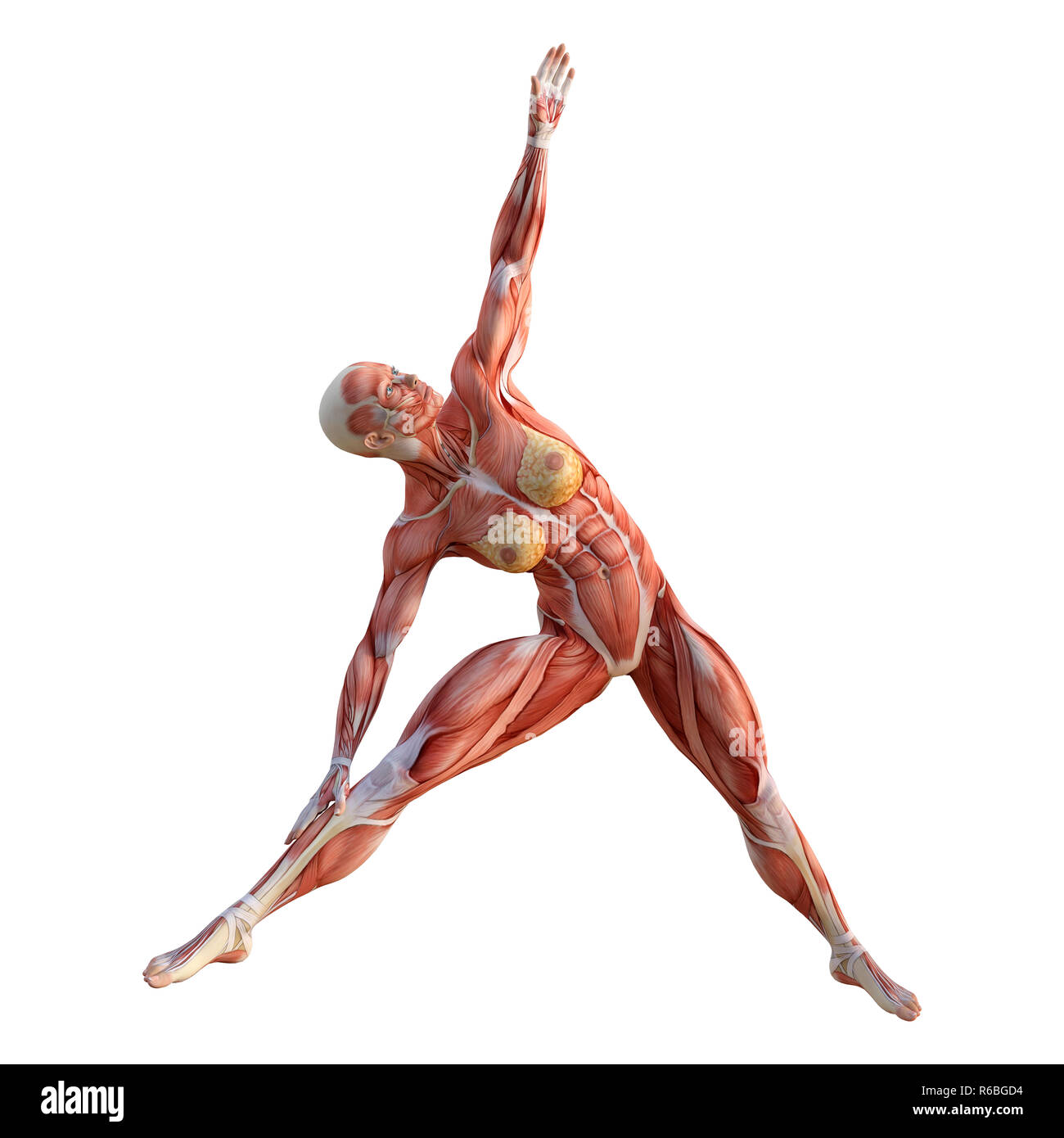 3D Rendering Female Anatomy Figure on White Stock Photo - Alamy