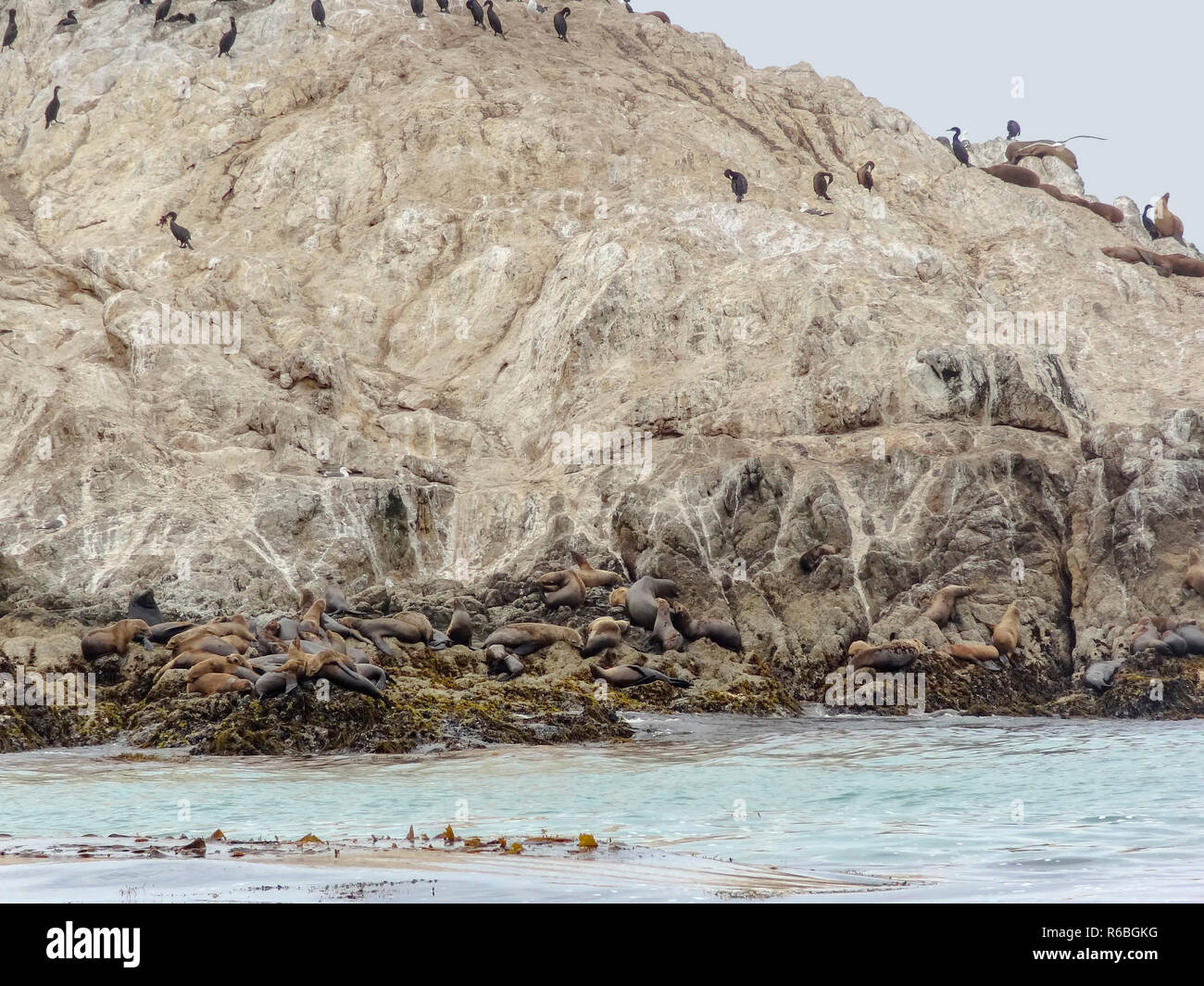 bird rock in california Stock Photo - Alamy