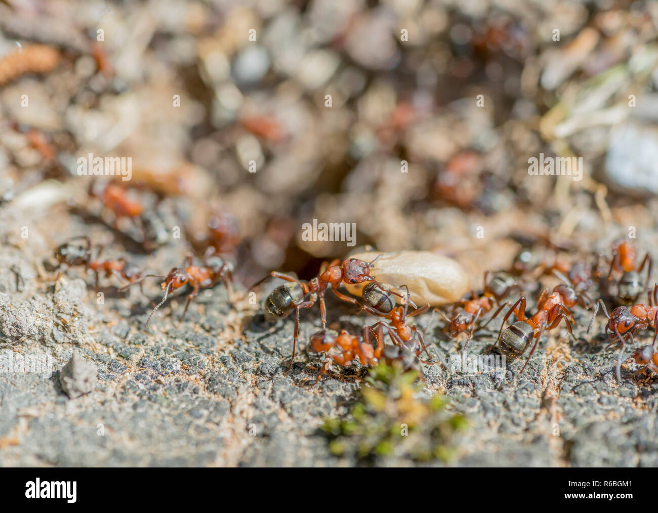 ants and cocoon Stock Photo - Alamy