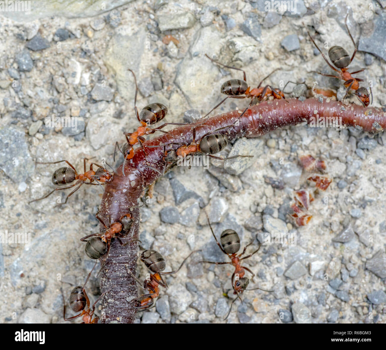 ants and earthworms Stock Photo - Alamy