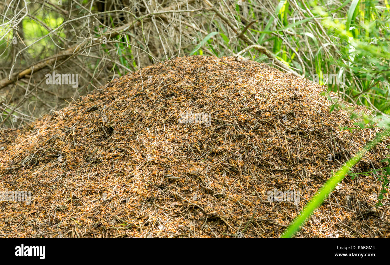 lots of ants Stock Photo - Alamy
