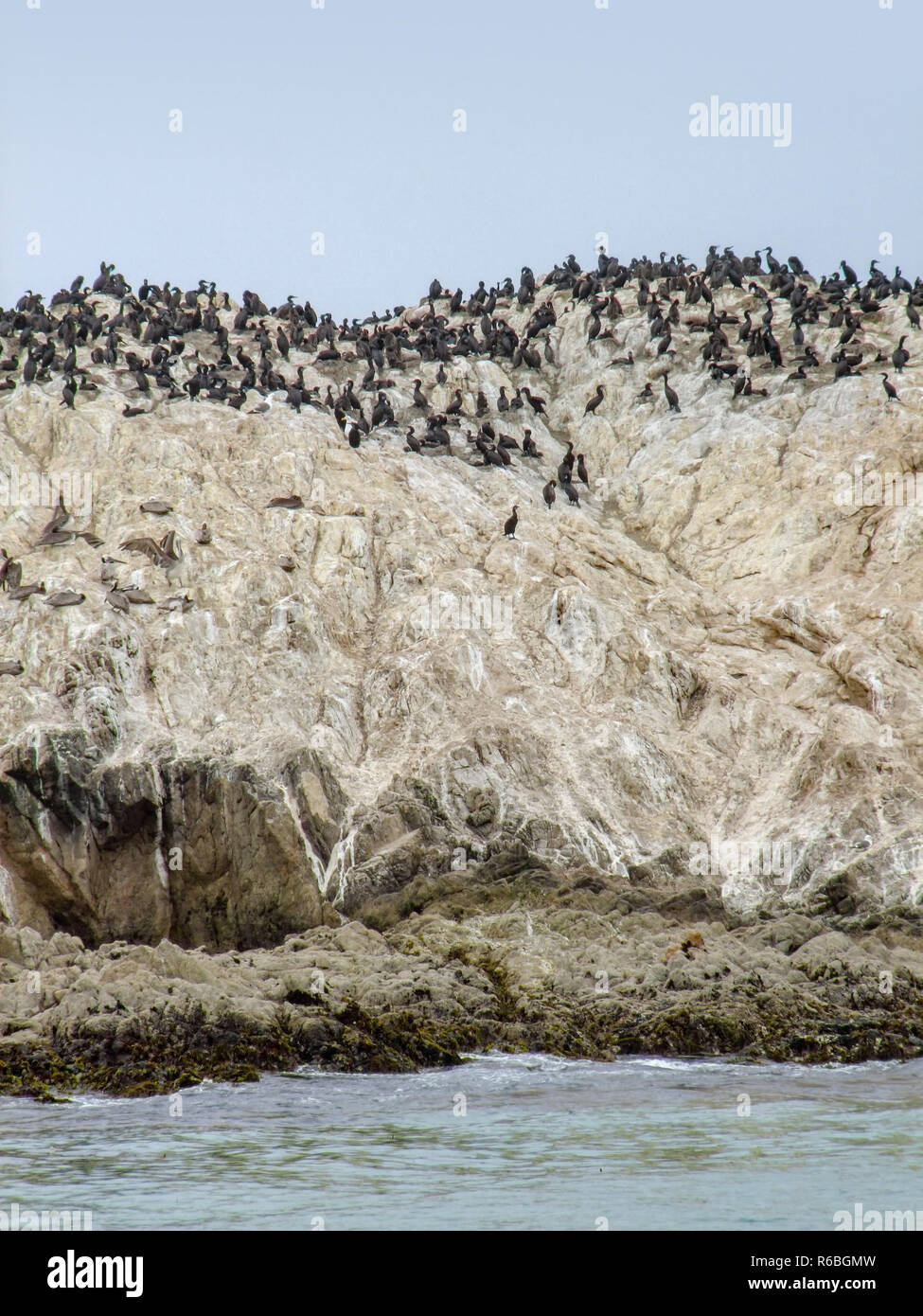 bird rock in california Stock Photo - Alamy