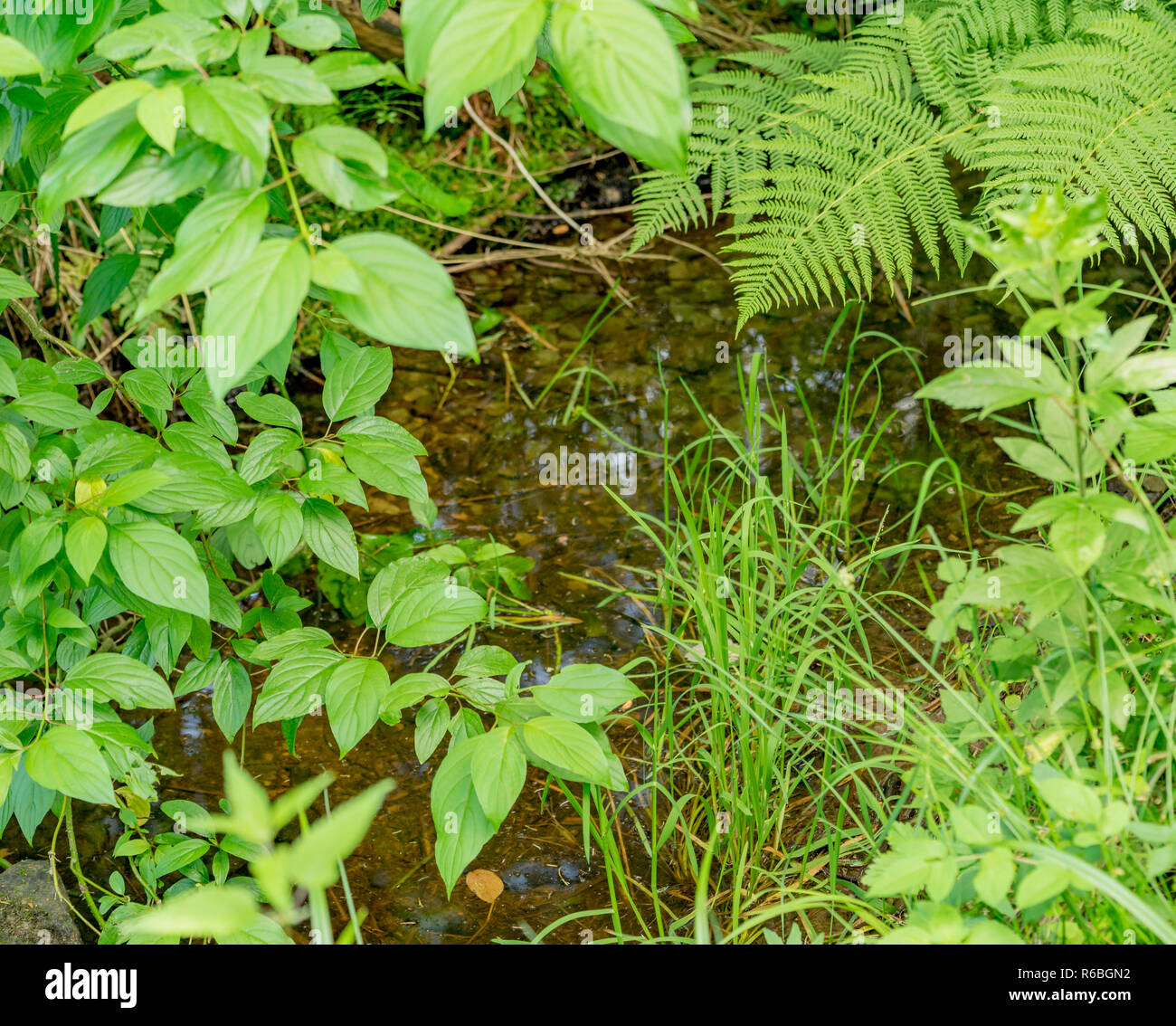 Mixed green vegetation hi-res stock photography and images - Alamy