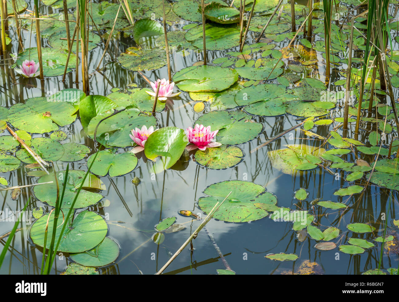 water lilies in a pond Stock Photo - Alamy