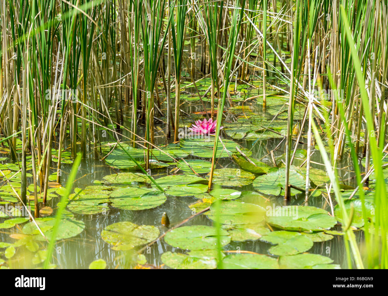 water lilies in a pond Stock Photo - Alamy