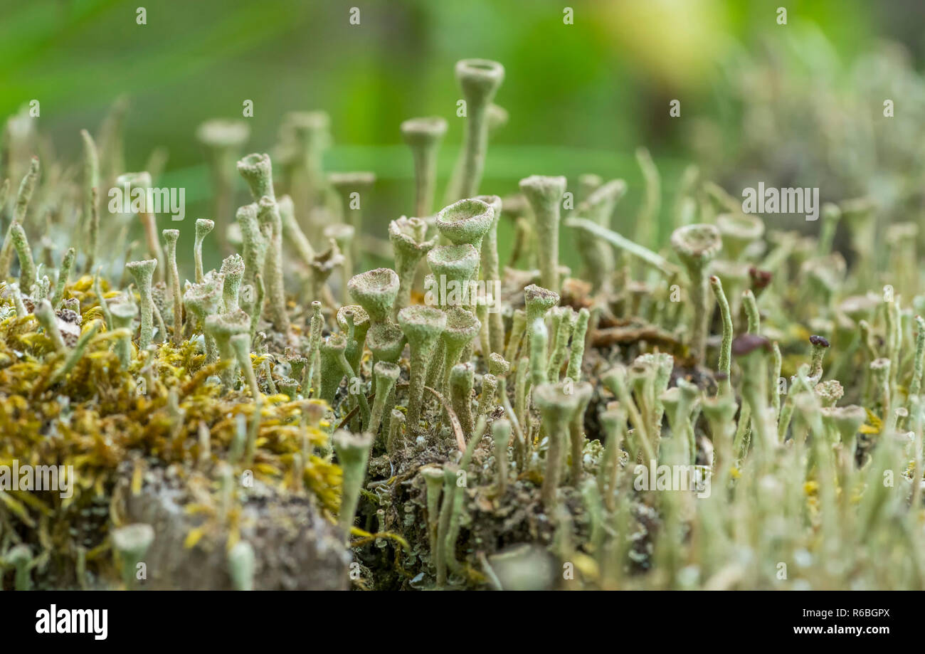 cup of vegetation closeup Stock Photo - Alamy