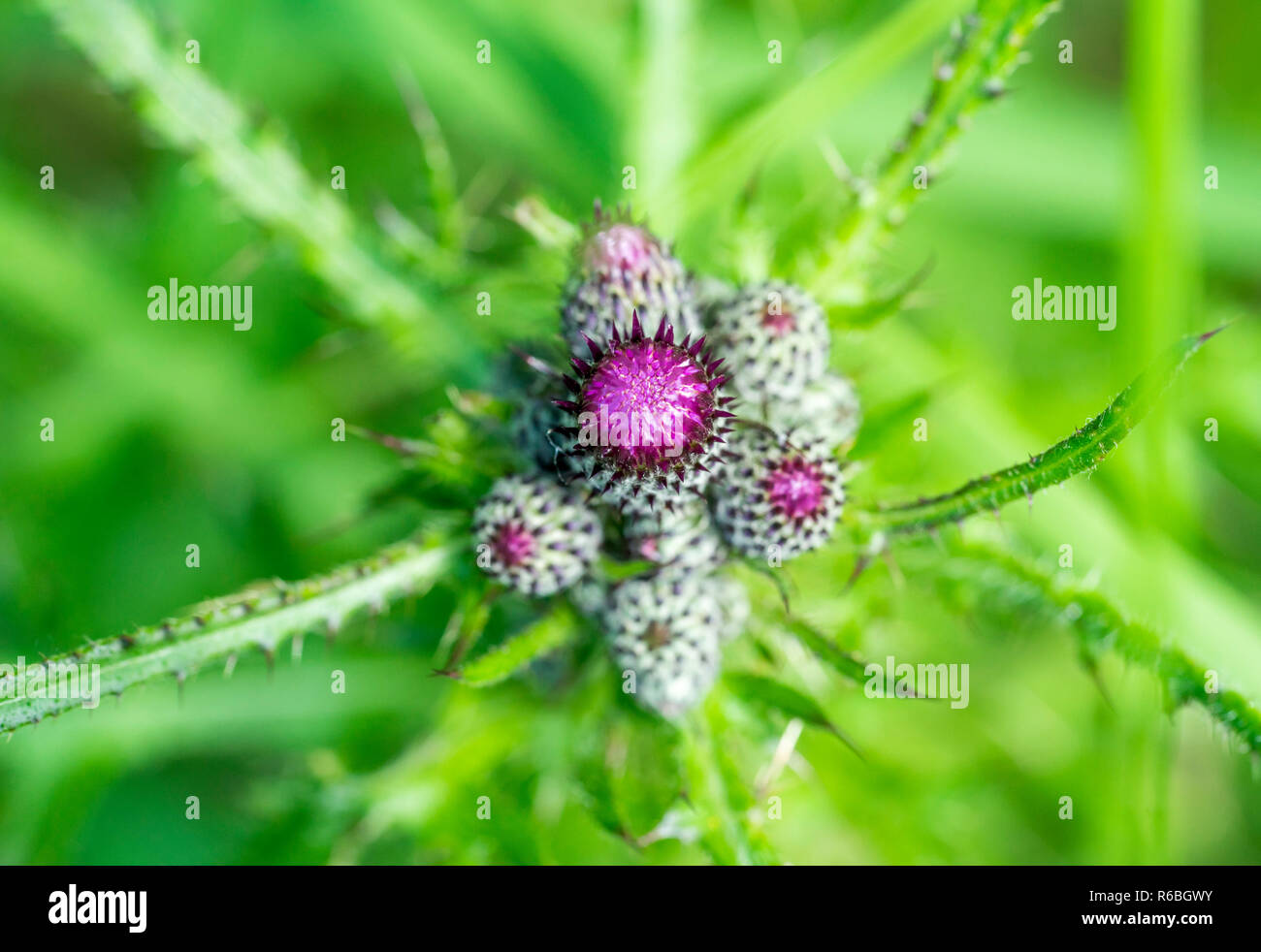 purple flower buds in natural ambiance Stock Photo - Alamy