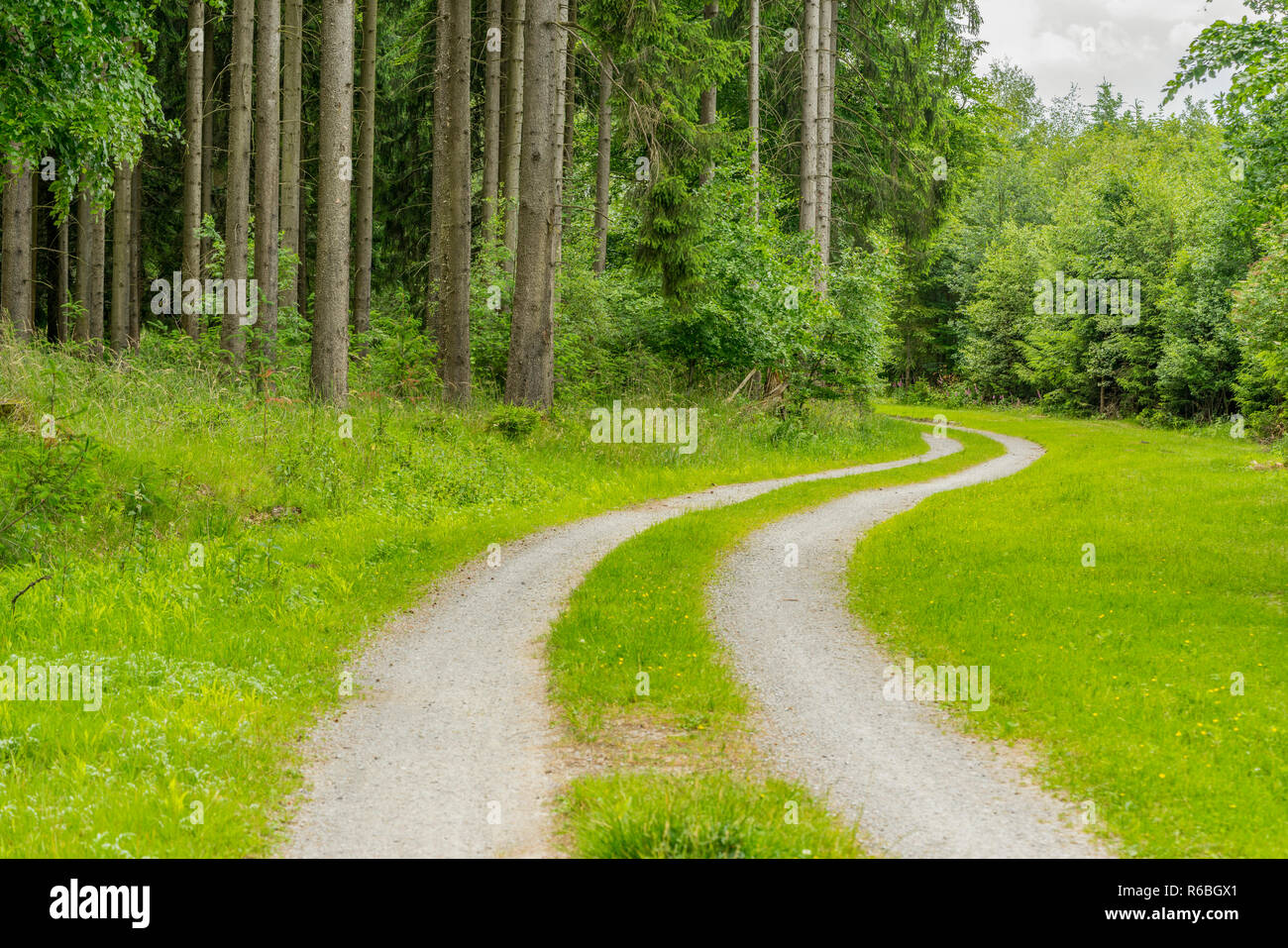 peaceful forest scenery Stock Photo - Alamy