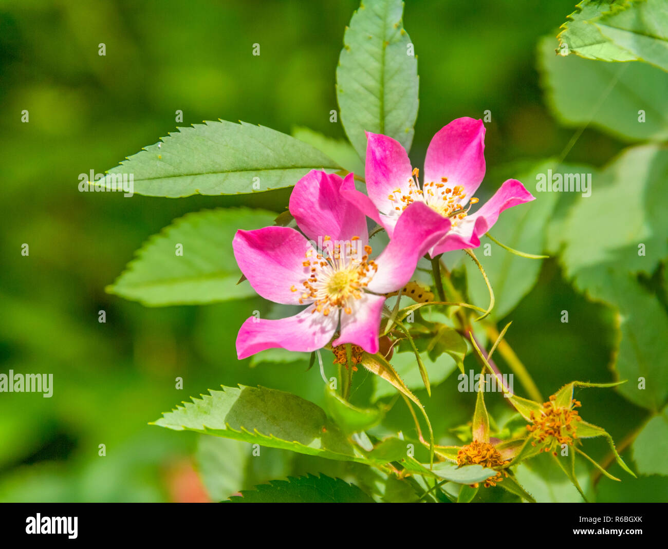 wild rose flower Stock Photo - Alamy