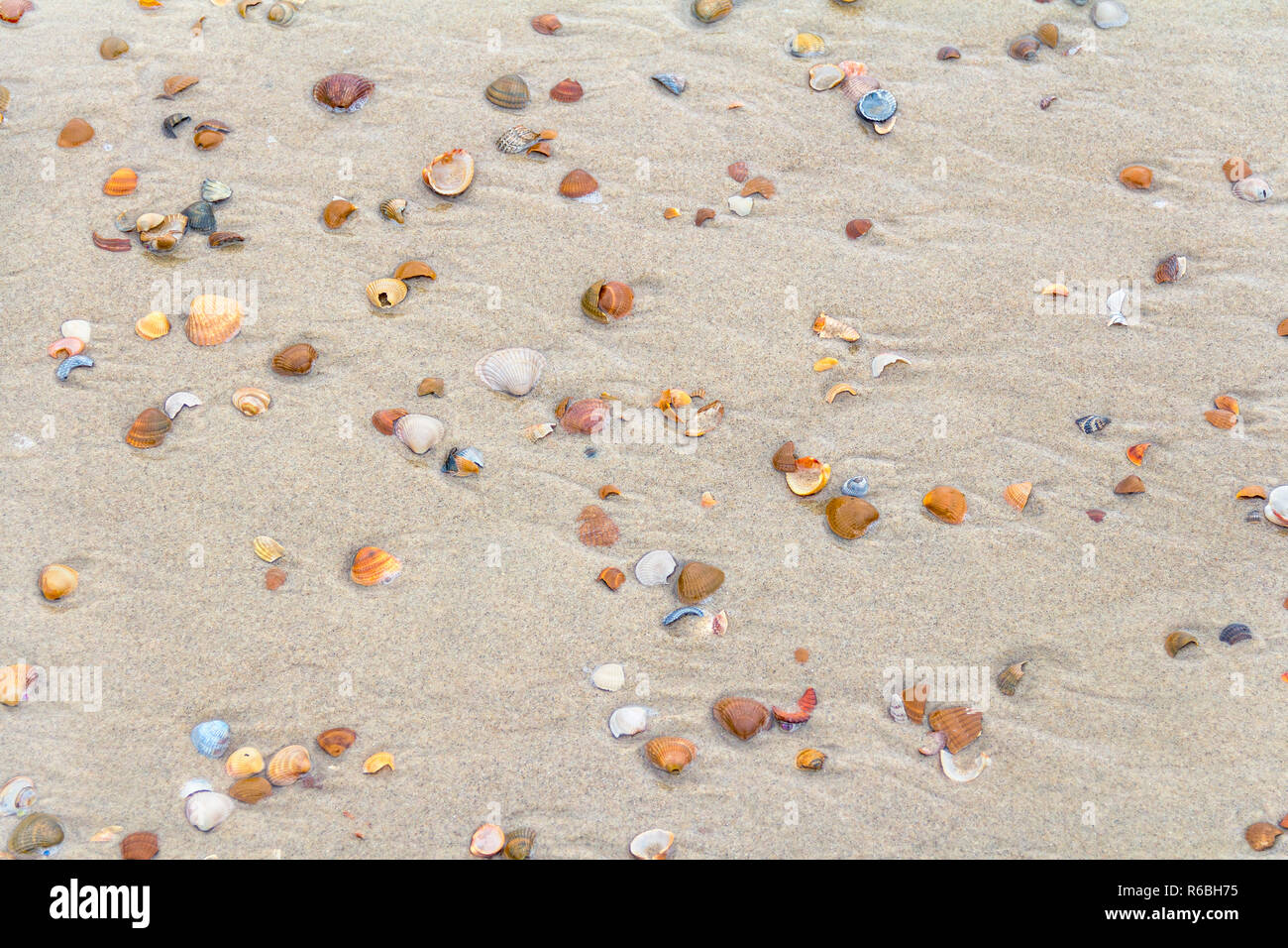 sandy beach detail with seashells Stock Photo - Alamy