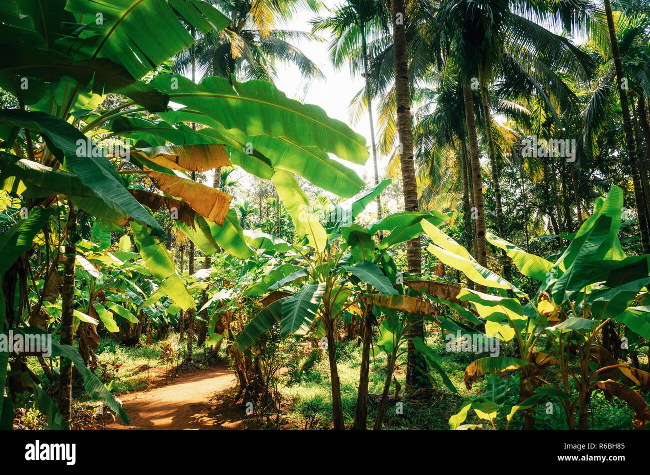 Banana trees whith sunlight in jungle in India Stock Photo - Alamy