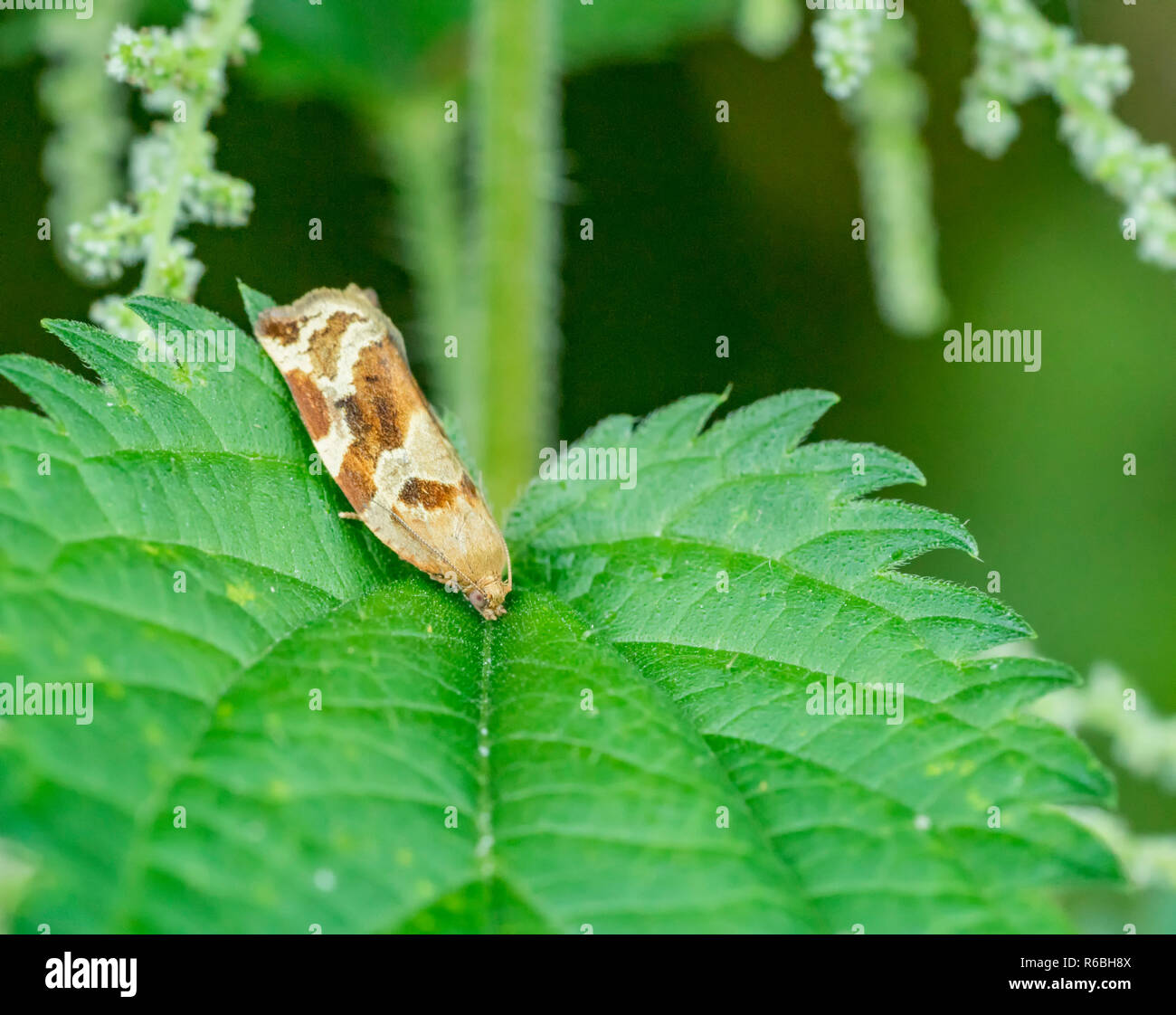 Closeup shot spotted butterfly hi-res stock photography and images - Alamy