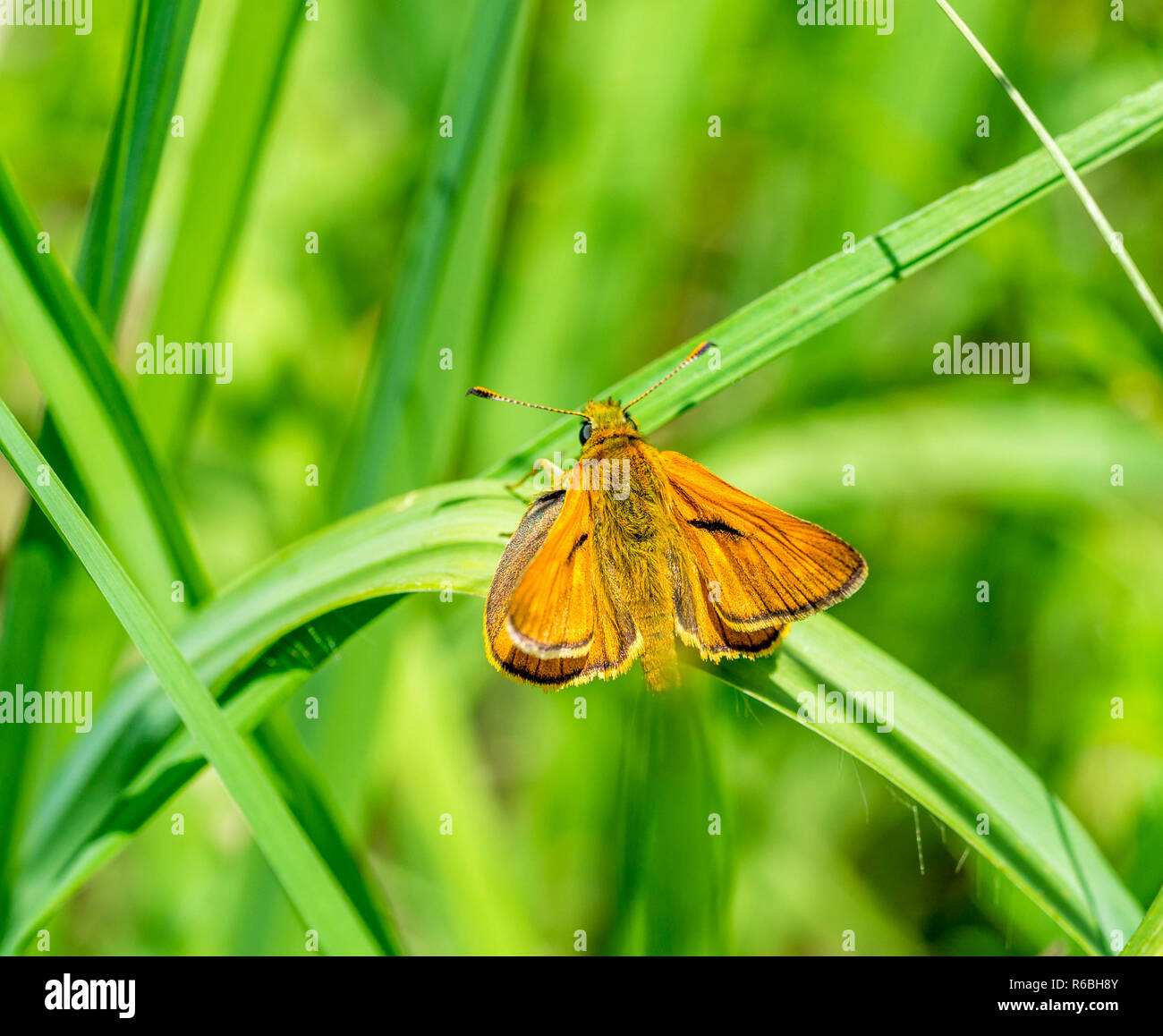 small skipper butterfly closeup Stock Photo - Alamy