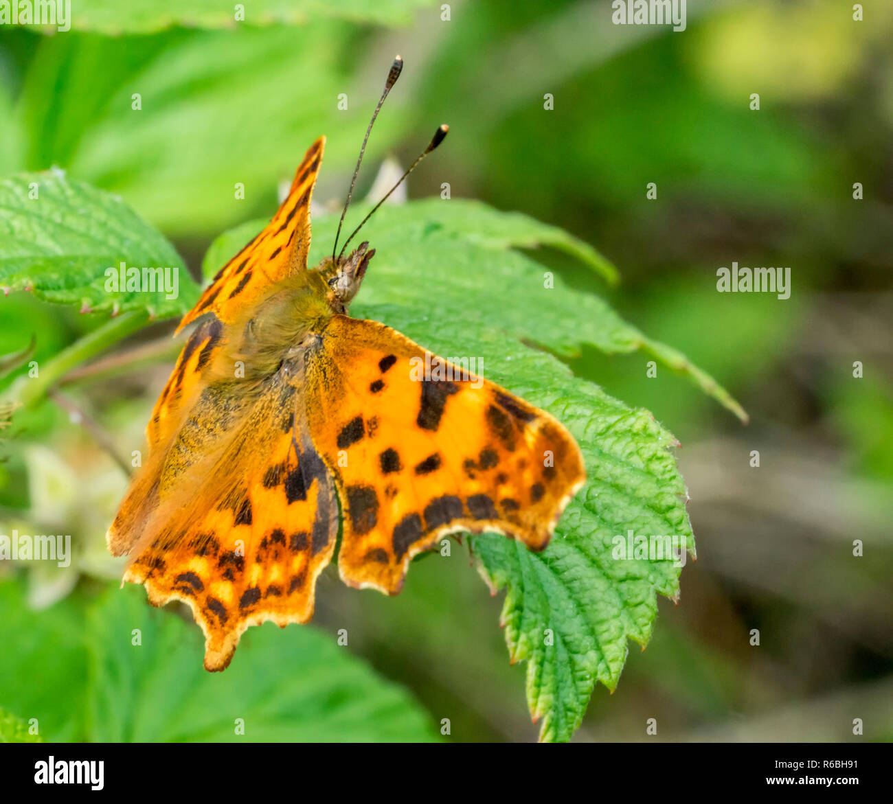 Anglewing Butterfly High Resolution Stock Photography and Images - Alamy
