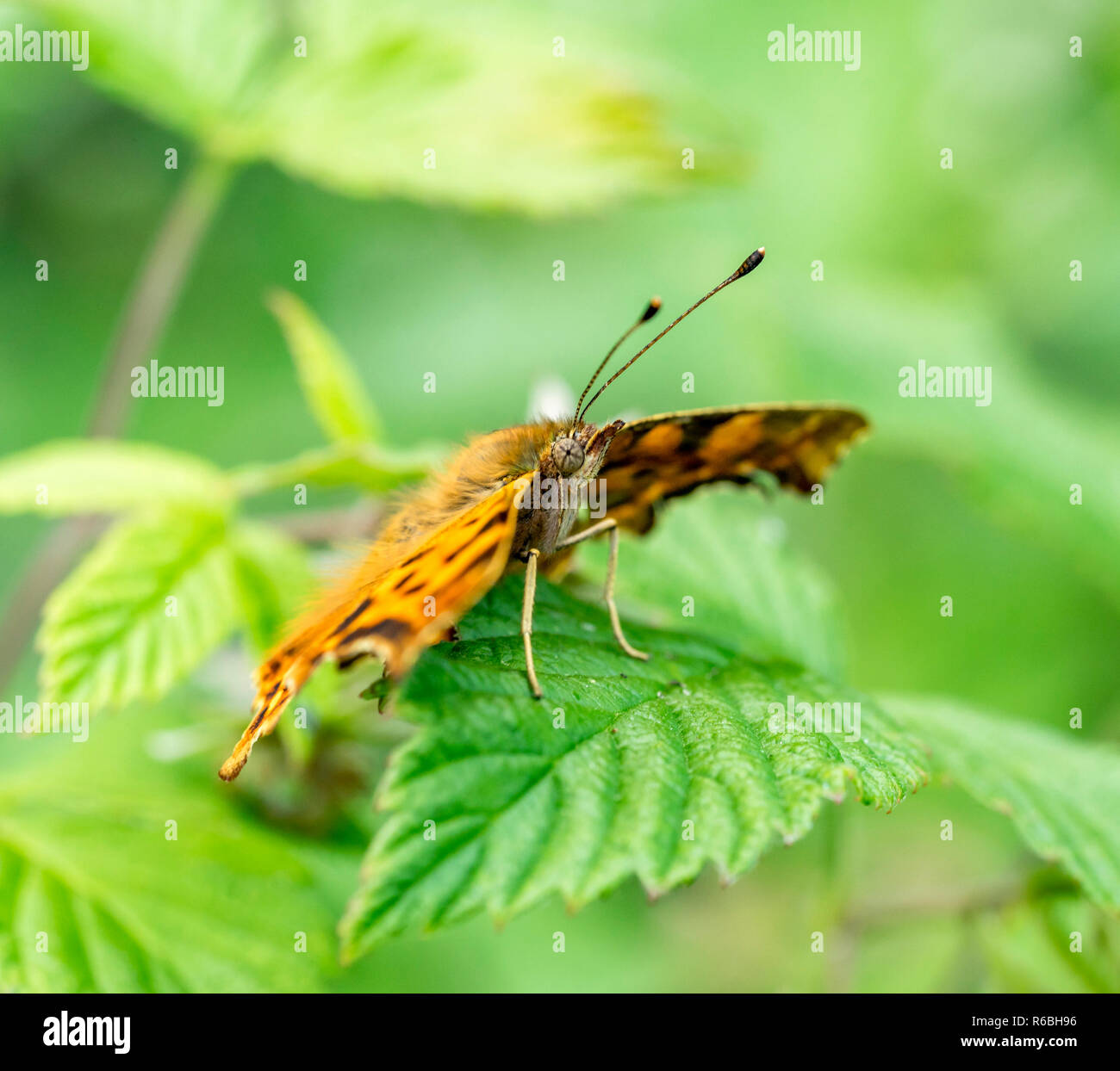 Anglewing Butterfly High Resolution Stock Photography and Images - Alamy