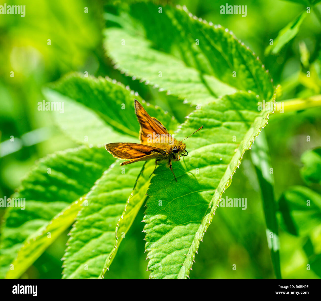 small skipper butterfly closeup Stock Photo - Alamy