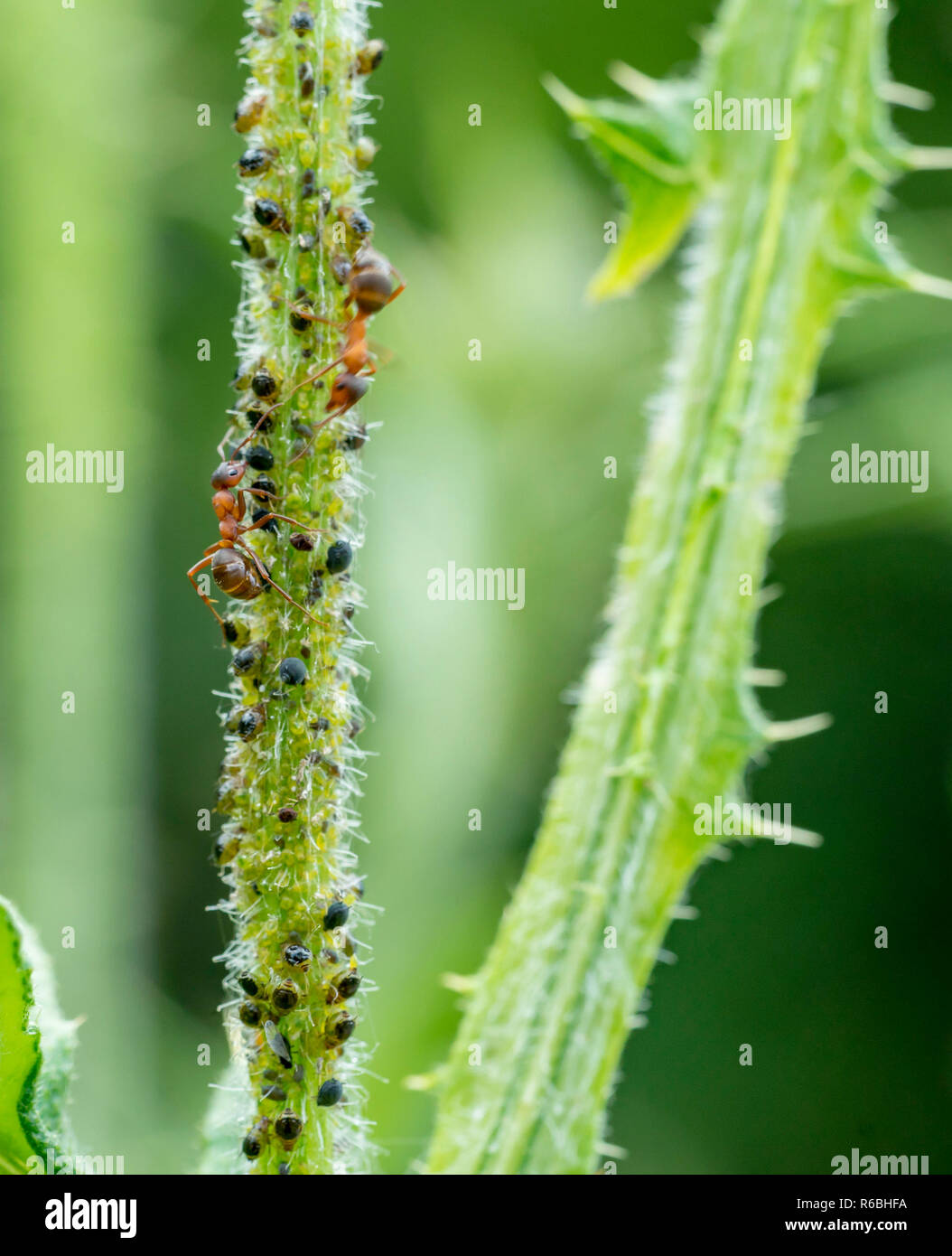 plant lice colony Stock Photo - Alamy