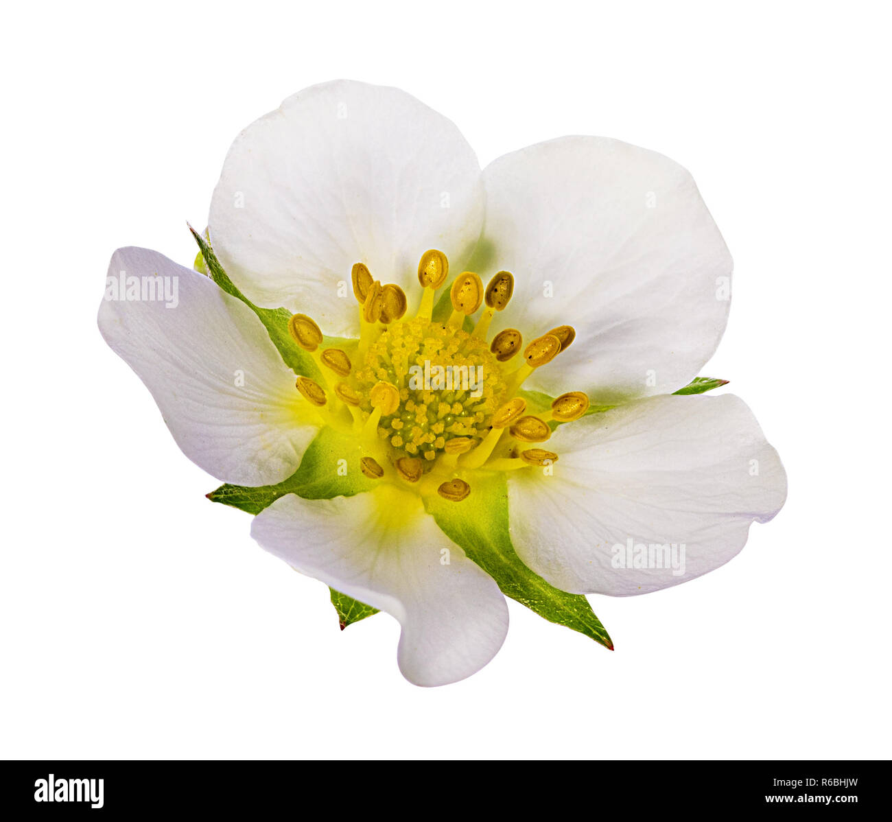 Strawberry flower isolated on white background Stock Photo - Alamy