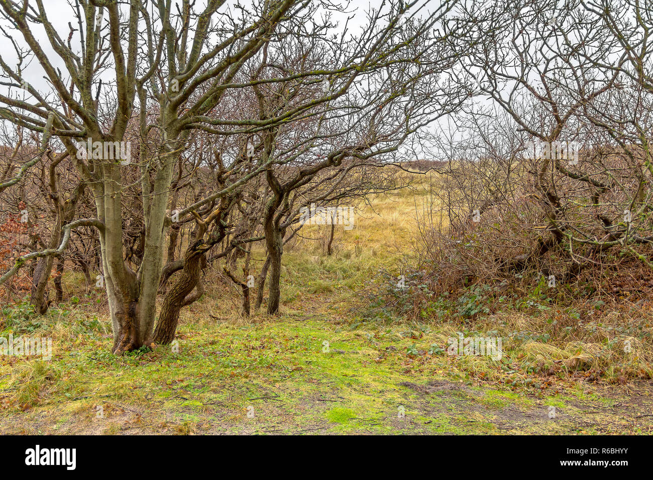 coastal forest scenery Stock Photo - Alamy