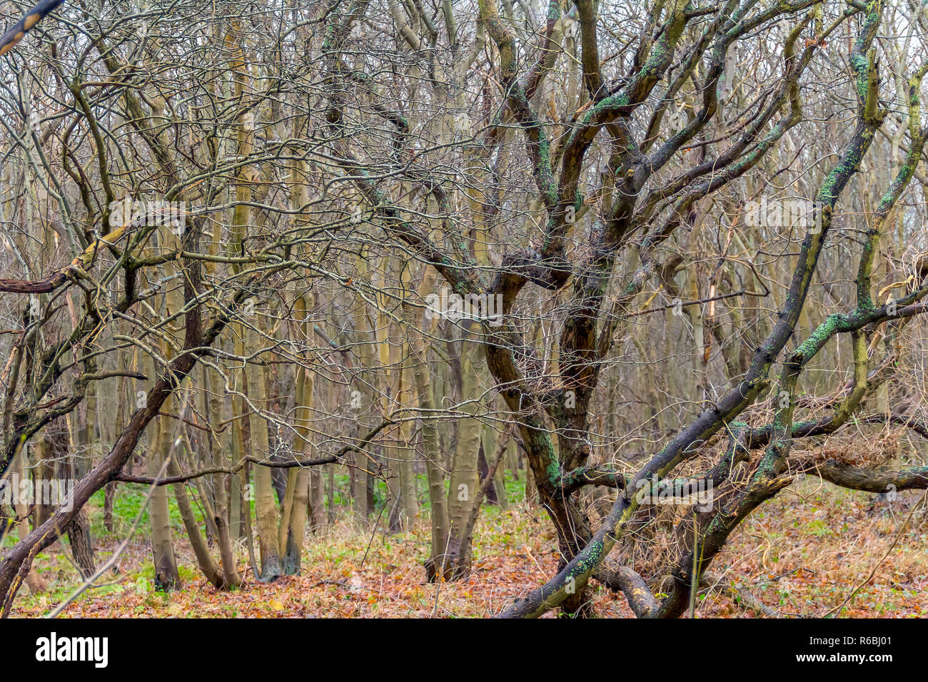 coastal forest scenery Stock Photo - Alamy