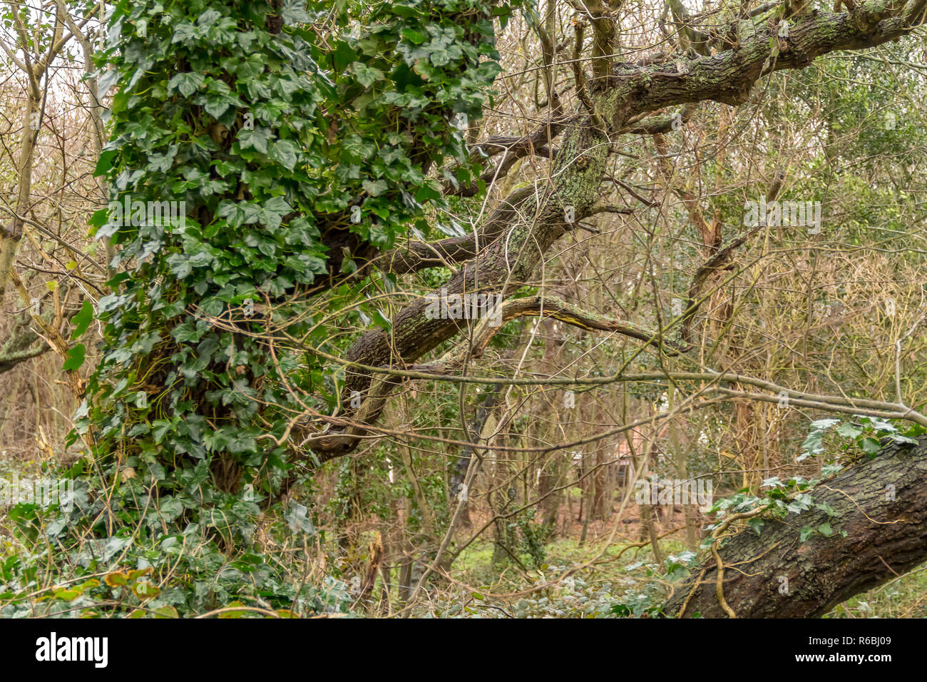 coastal forest scenery Stock Photo - Alamy