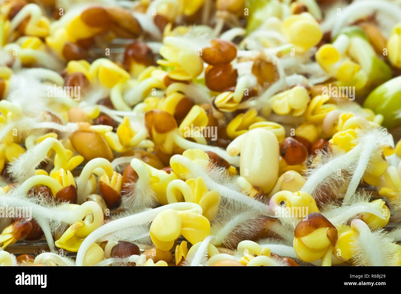 Sprouts Of Different Vegetables Stock Photo - Alamy