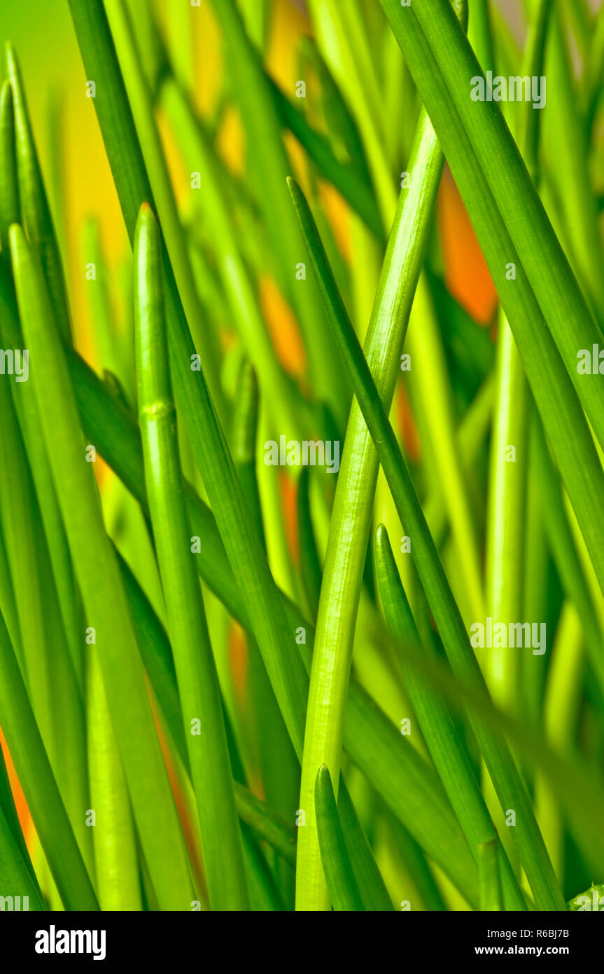 Green chive hi-res stock photography and images - Alamy