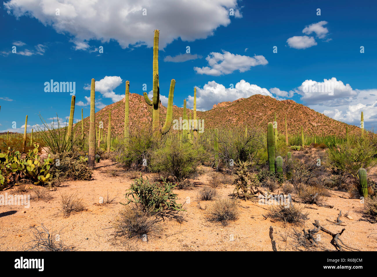 Ocotillo and saguaro cactus hi-res stock photography and images - Alamy