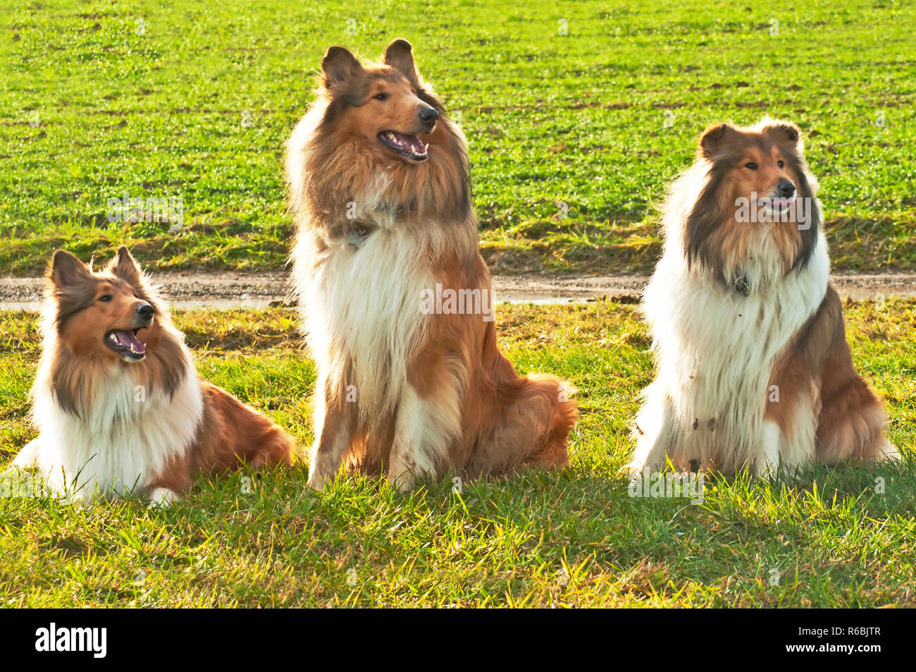 American And British Collie Dogs Stock Photo - Alamy