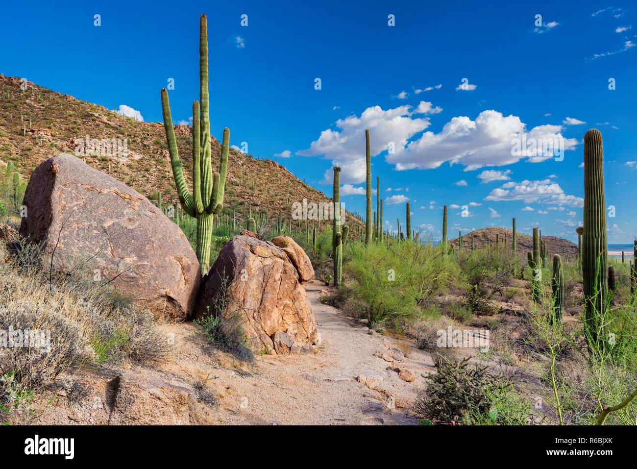 Ocotillo and saguaro cactus hi-res stock photography and images - Alamy
