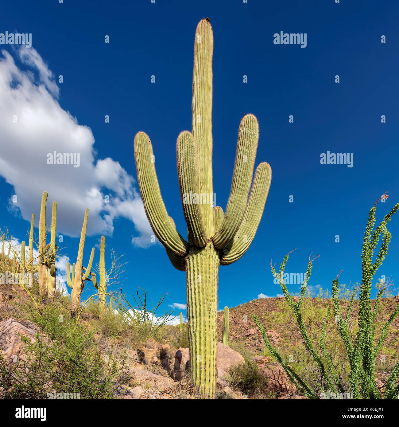 Tucson cactus hi-res stock photography and images - Alamy