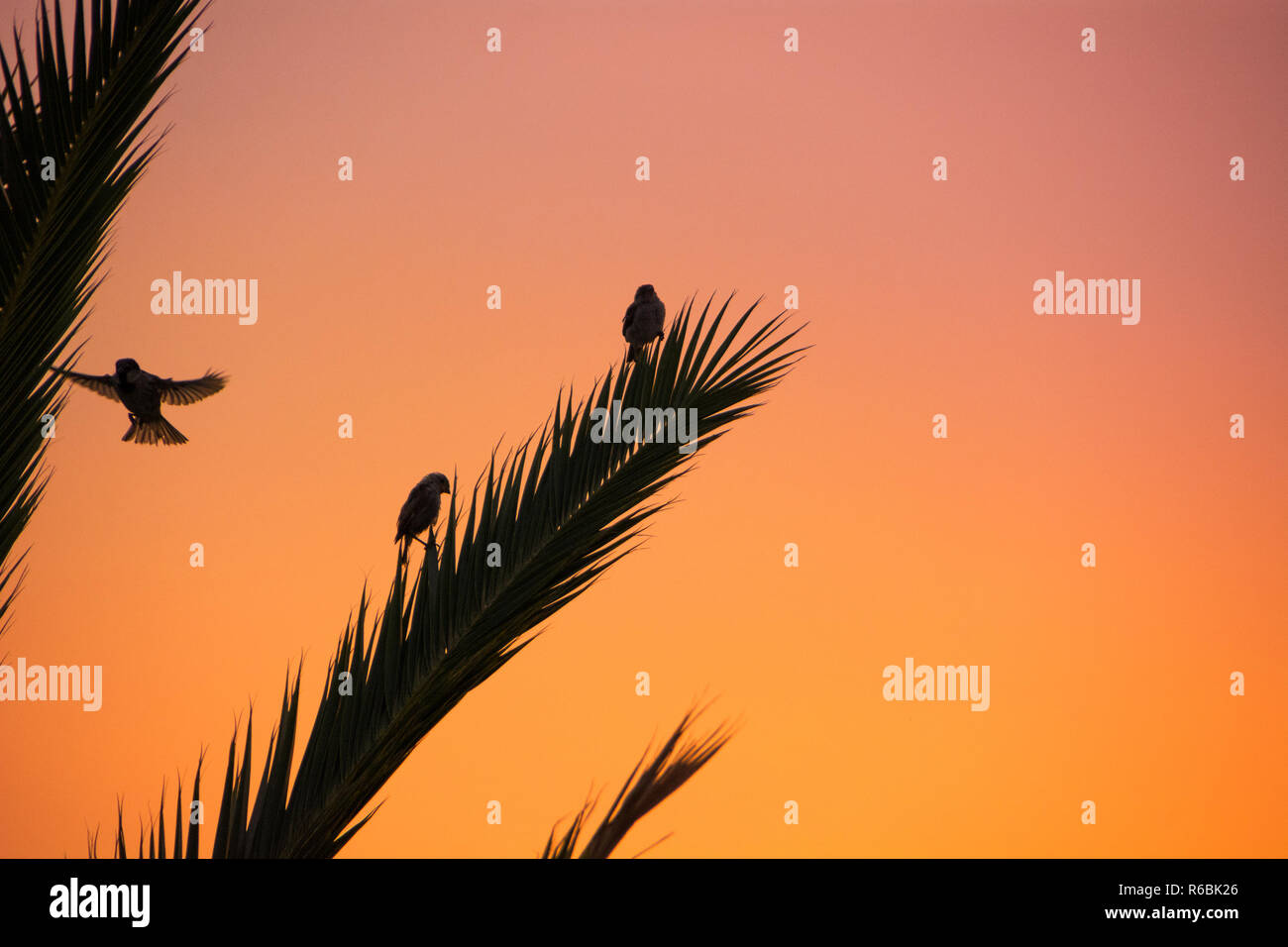 Sparrow frolic on the branches of a palm tree. Santa Ponsa, Mallorca ...