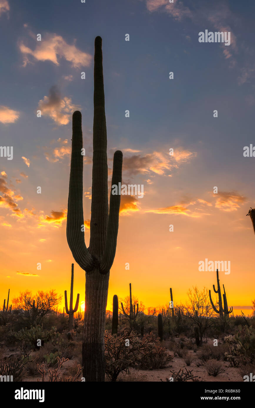 Mexico desert landscape cactus hi-res stock photography and images - Alamy