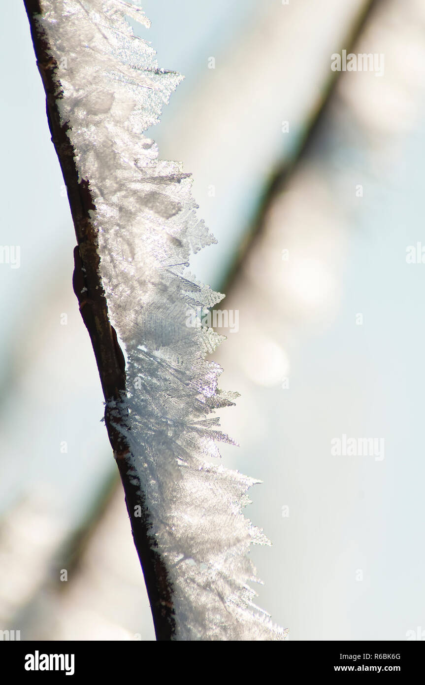 Branch With Ice Crystals Stock Photo - Alamy